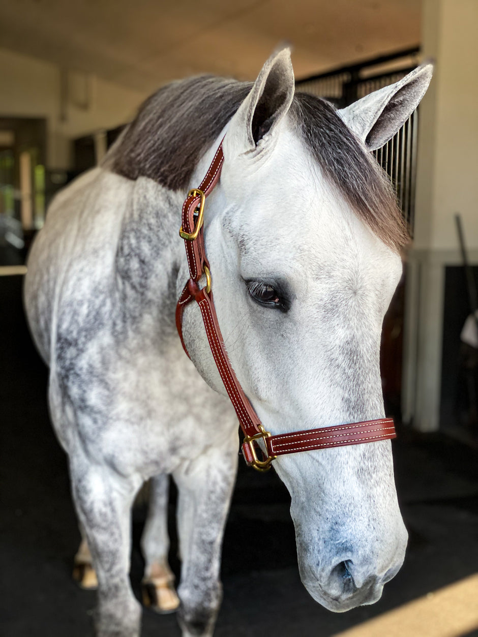 Beval Saddlery – Beval Saddlery