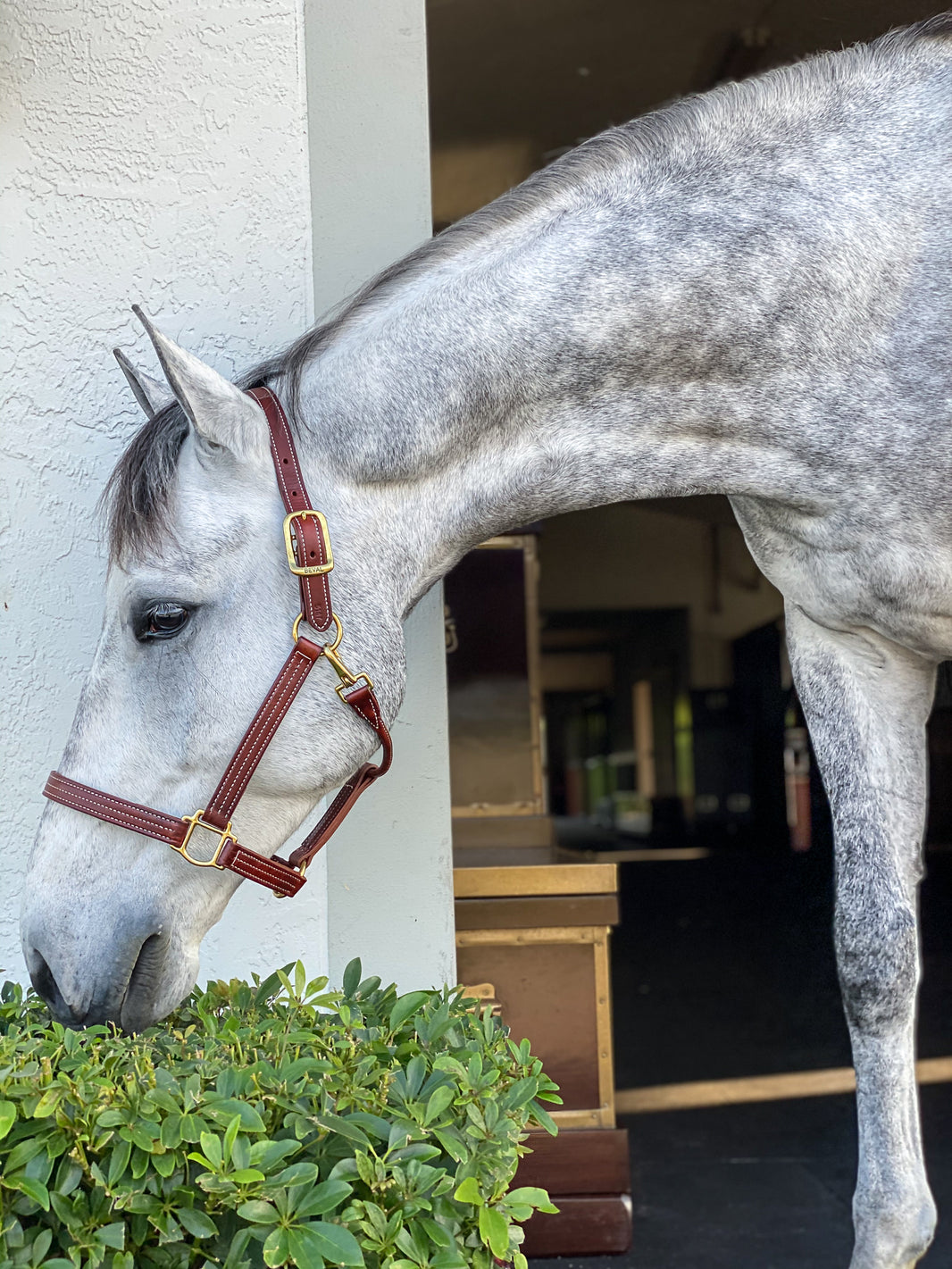 Beval Saddlery – Beval Saddlery