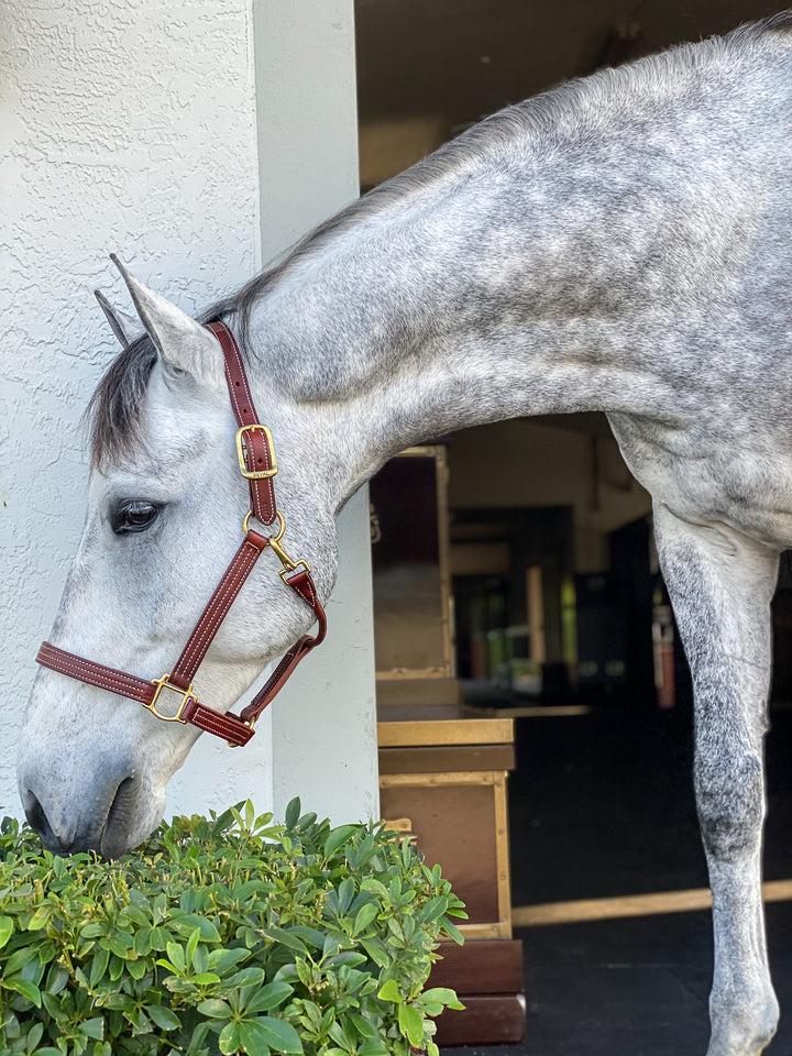 Beval Saddlery – Beval Saddlery