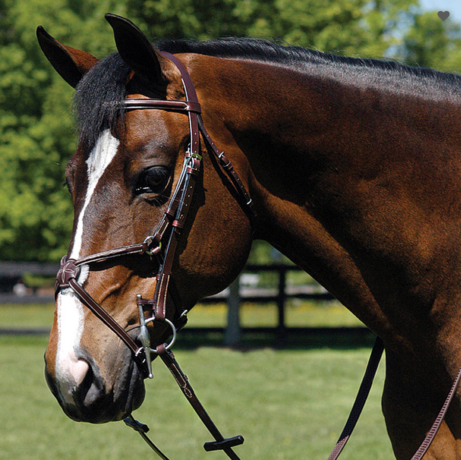Bridles, Reins, & Martingales – Beval Saddlery